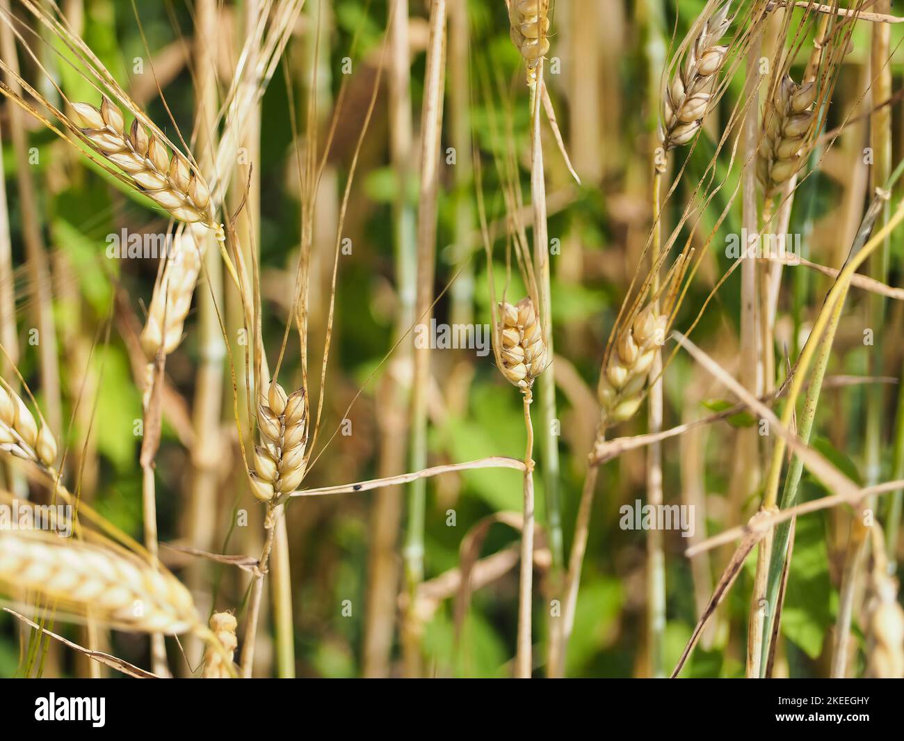 A closeup shot of details on wild wheat growing on a rural field Stock ...