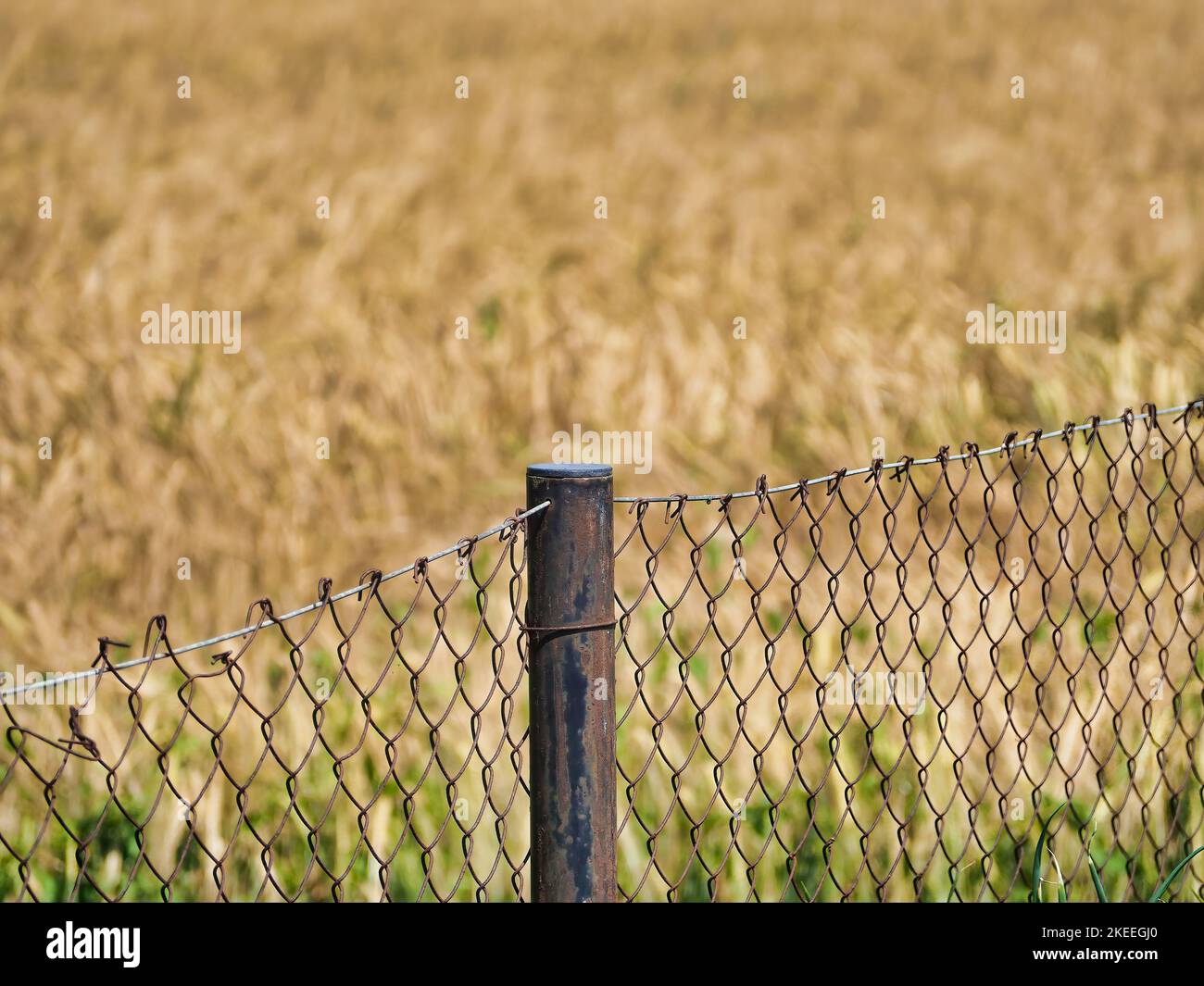 A wooden metal fence on a rural field with growing brown wheat Stock ...