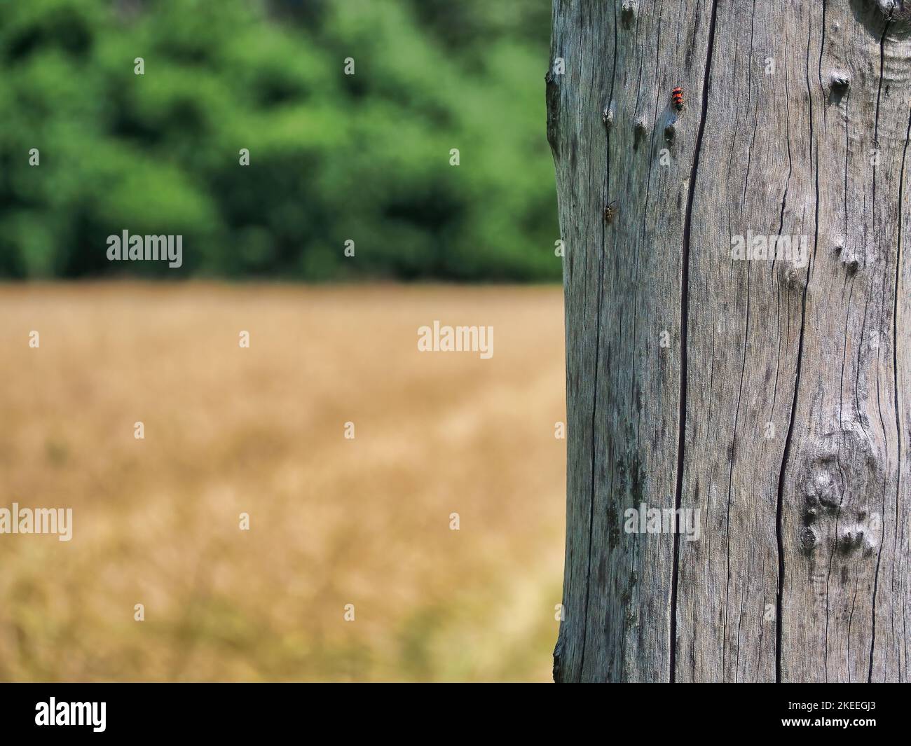 A closeup shot of a tree trunk surface on a rural field Stock Photo - Alamy