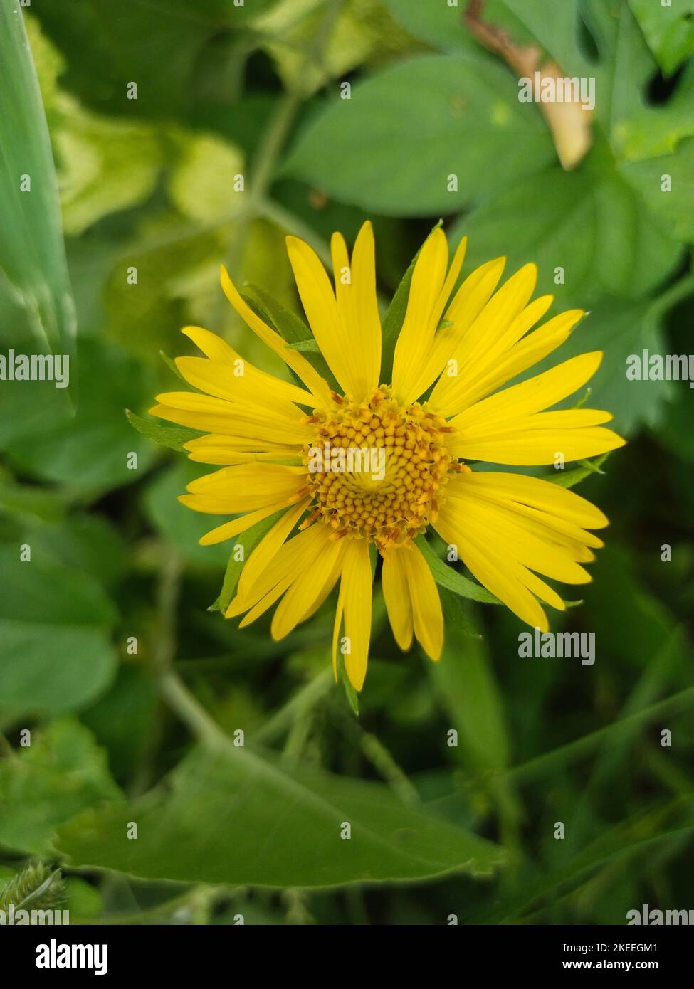 A vertical closeup shot of a blooming yellow Austrian Leopard's Bane ...