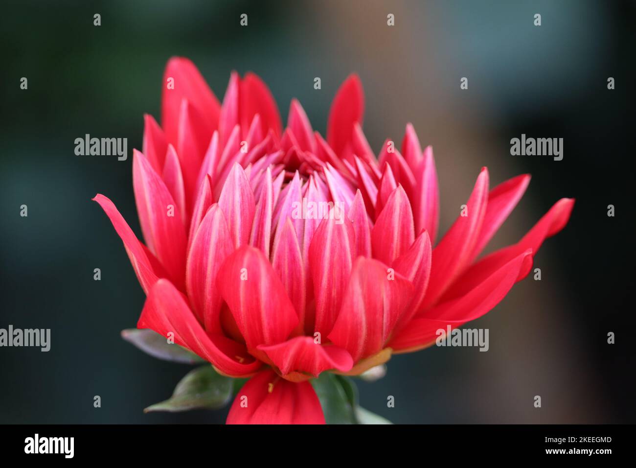 A closeup shot of a blooming bright red dahlia flower on a field Stock ...