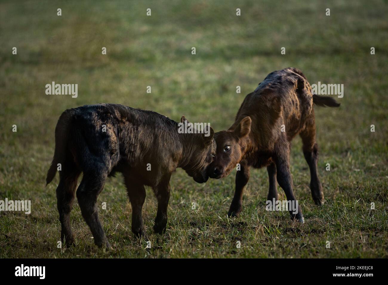 Two young calves playing on a field Stock Photo - Alamy