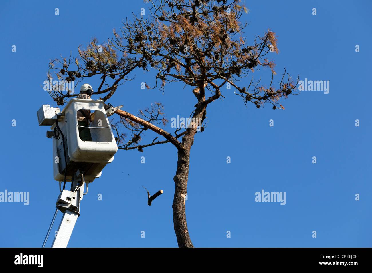 Cutting down a dead tree in a holiday resort. Tarnos, Les Landes ...