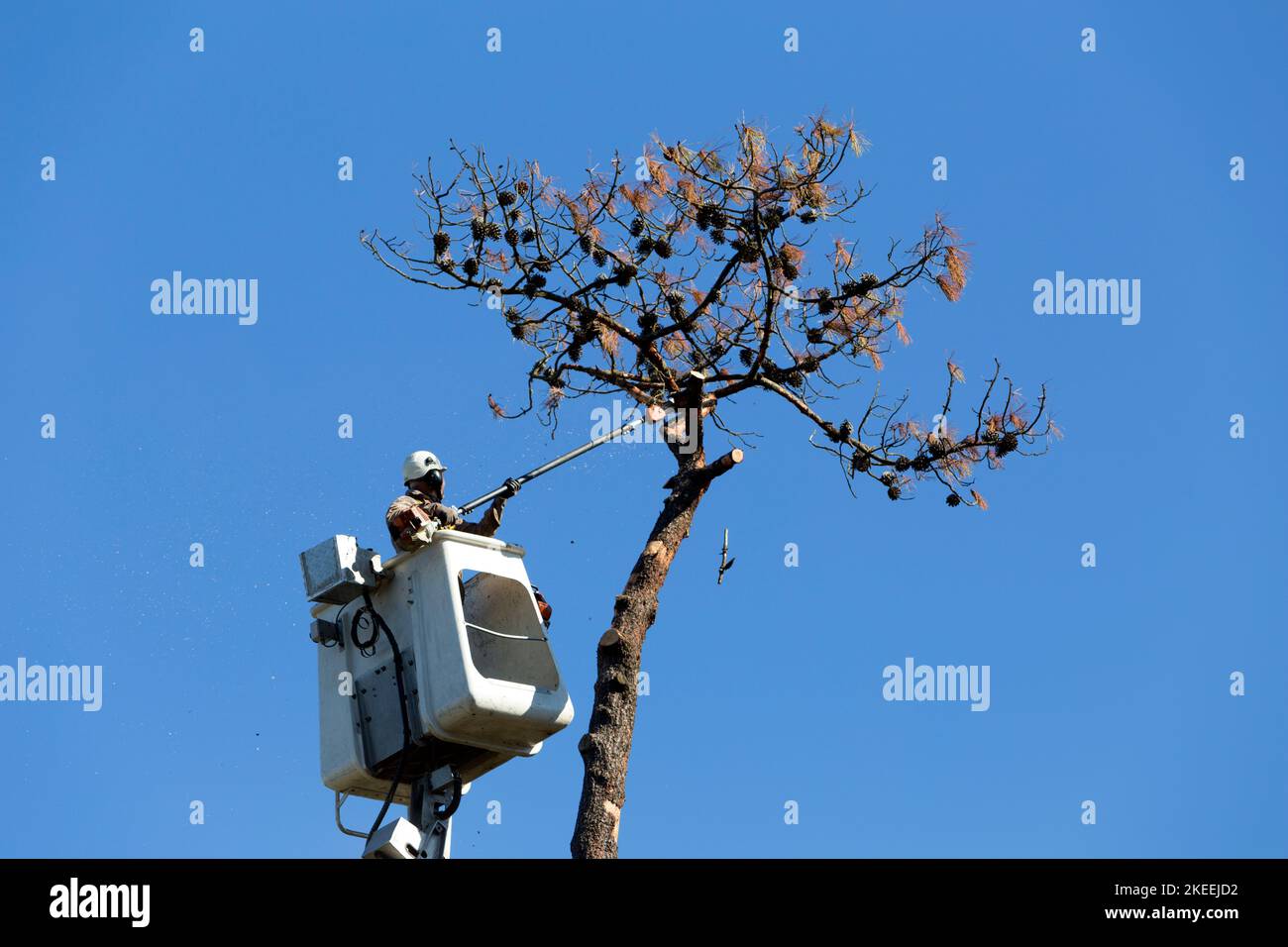 Cutting down a dead tree in a holiday resort. Tarnos, Les Landes ...