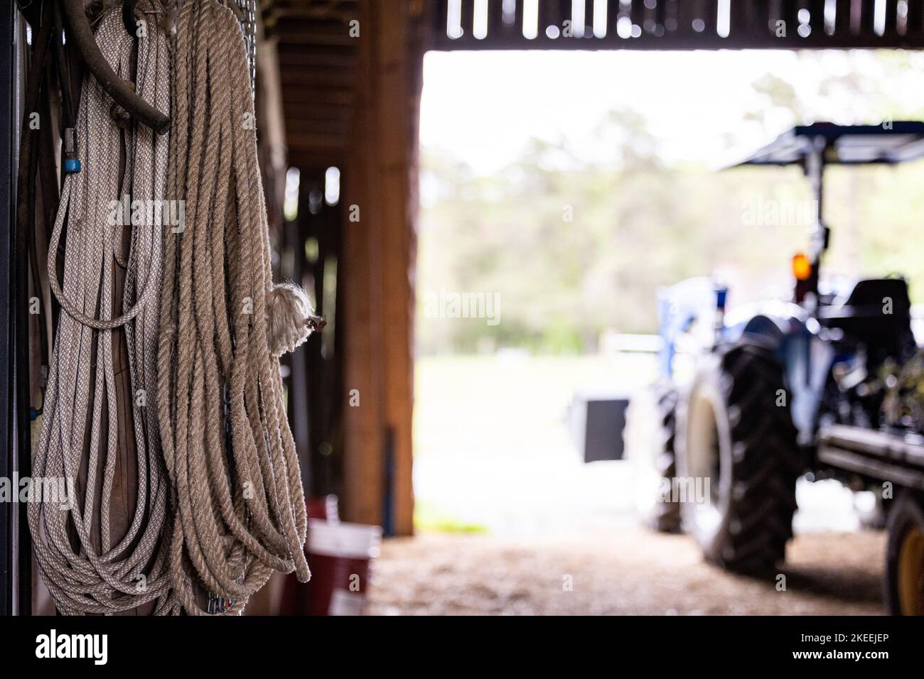 A close-up shot of ropes hanging on a wall in the inside of a barn ...