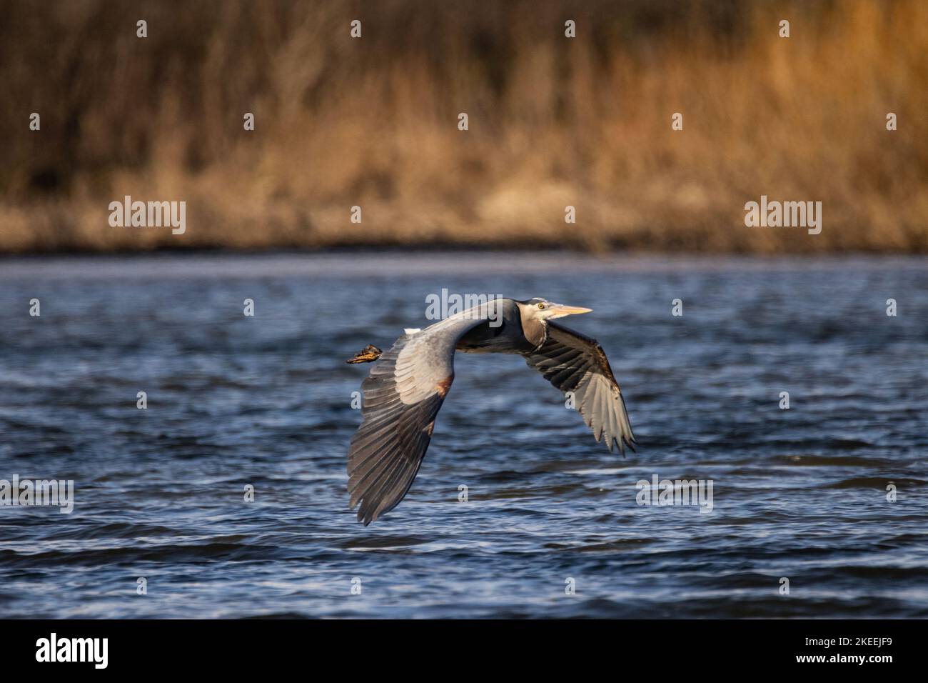 A beautiful shot of a great blue heron flying above a lake Stock Photo ...