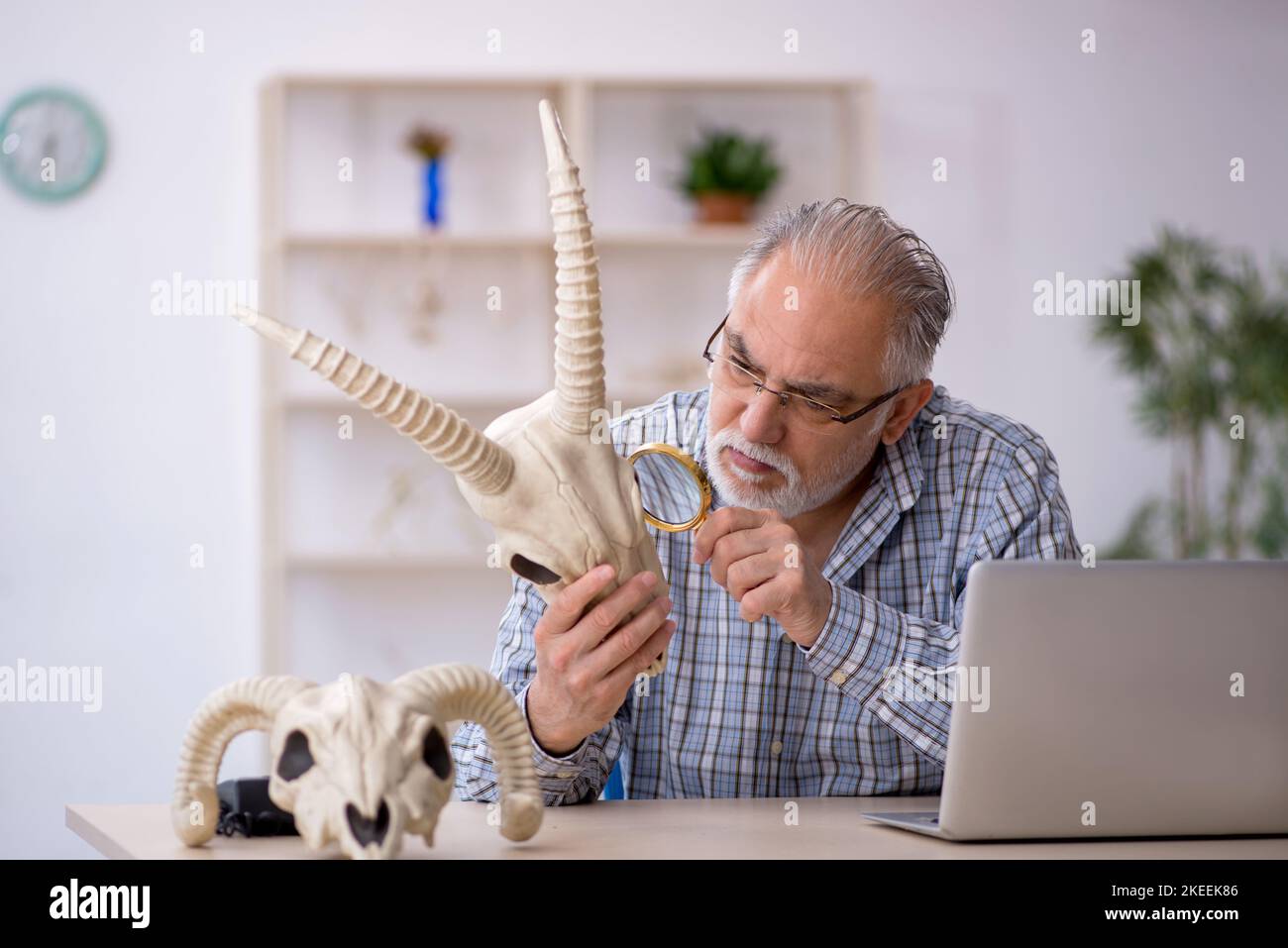 Old paleontologist examining ancient animals at lab Stock Photo - Alamy