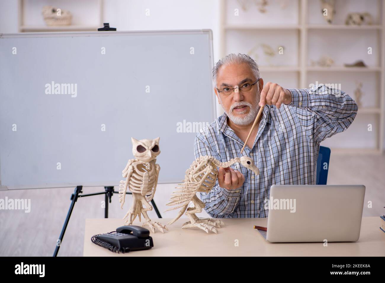 Old paleontologist examining ancient animals at lab Stock Photo - Alamy