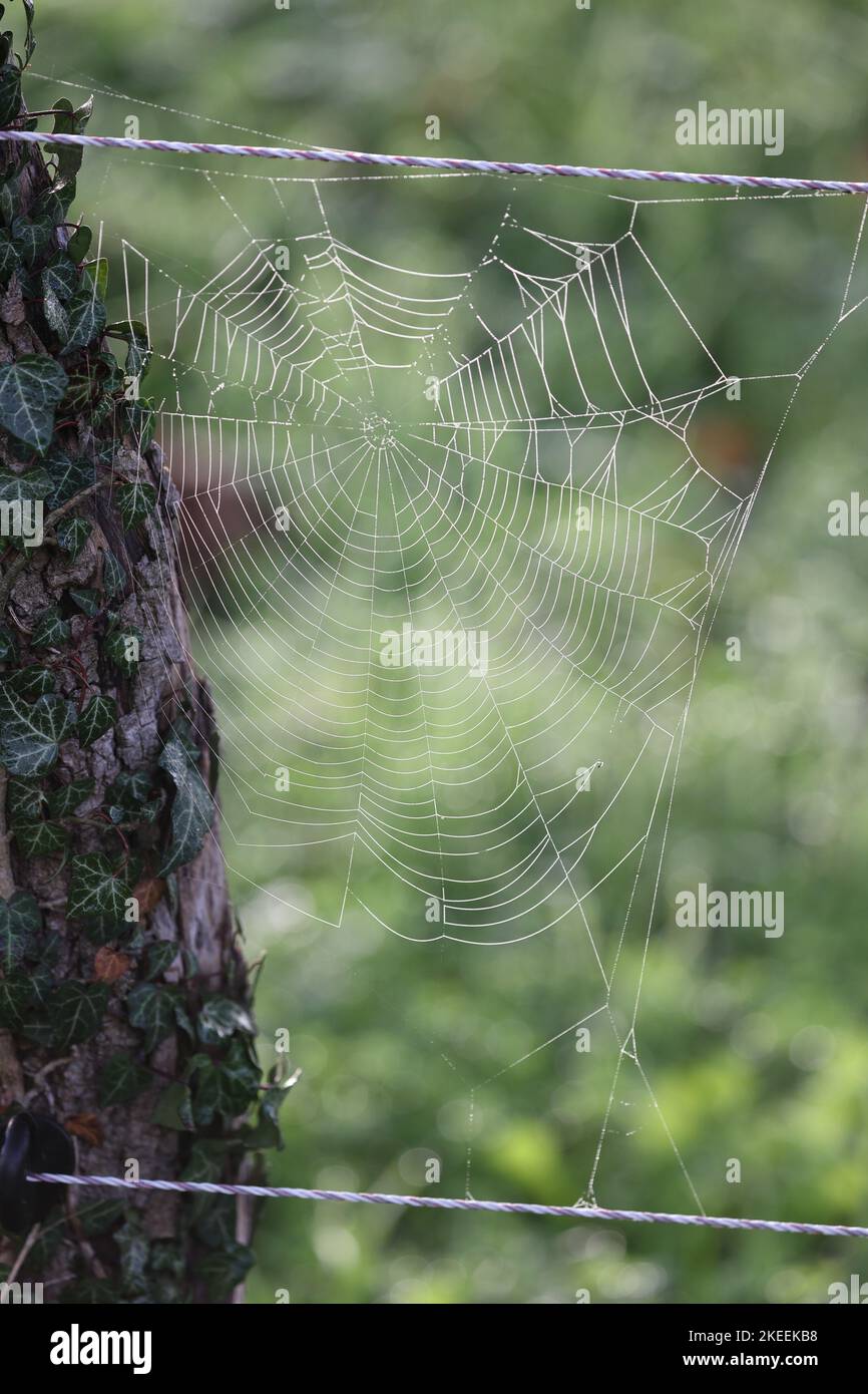 Beautiful spider web hi-res stock photography and images - Alamy