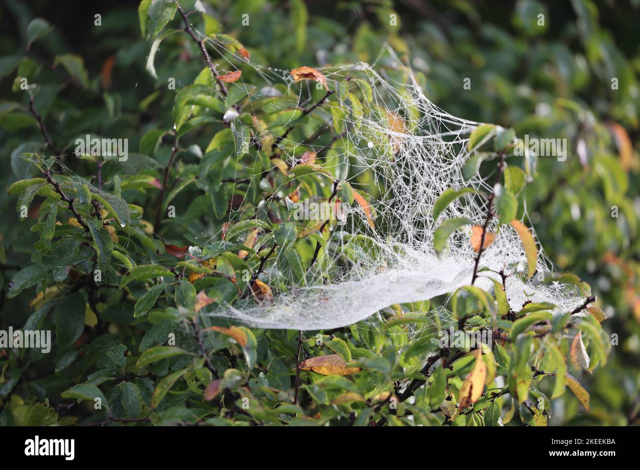 Beautiful spider web hi-res stock photography and images - Alamy
