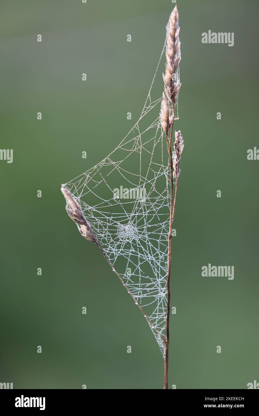 Beautiful spider web hi-res stock photography and images - Alamy