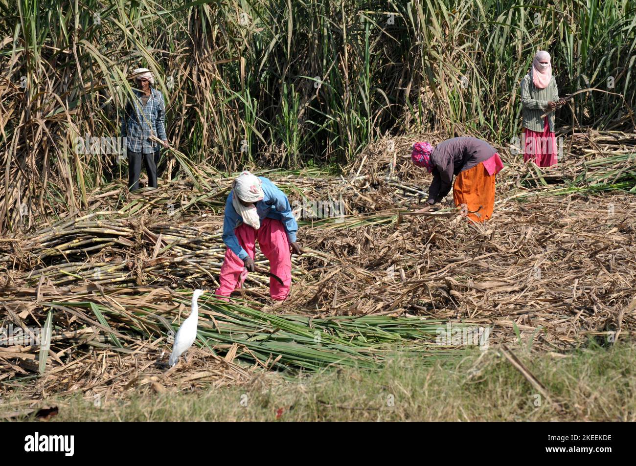 Cutting sugarcane hi-res stock photography and images - Alamy