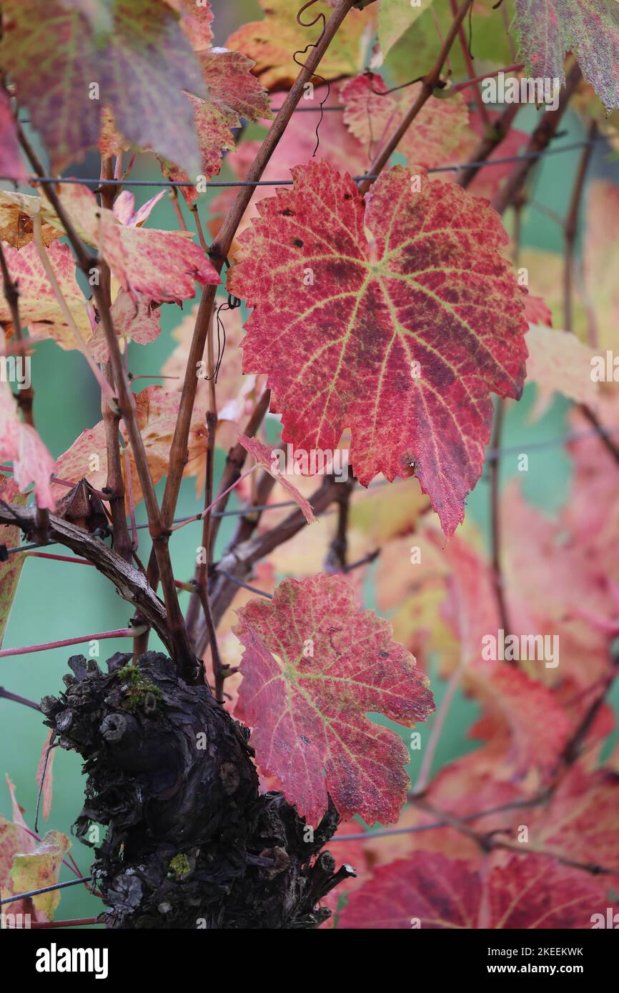 Gold hill winery hi-res stock photography and images - Alamy