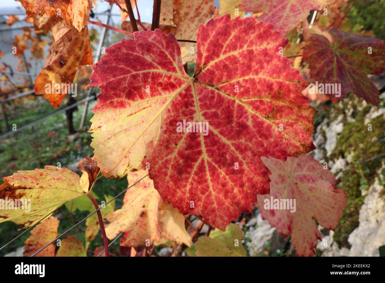 Foliage grape hi-res stock photography and images - Alamy