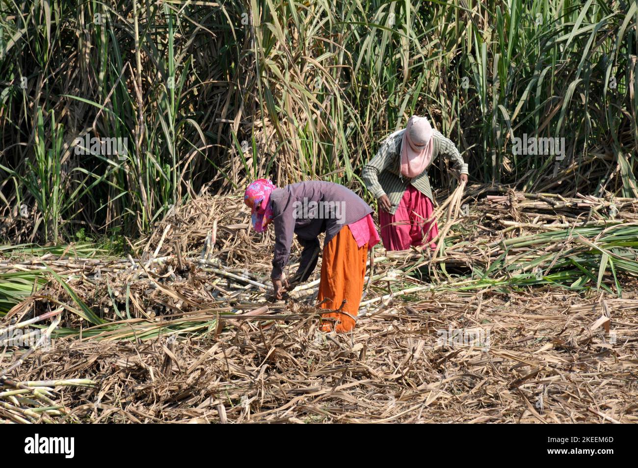 Cutting sugarcane hi-res stock photography and images - Alamy