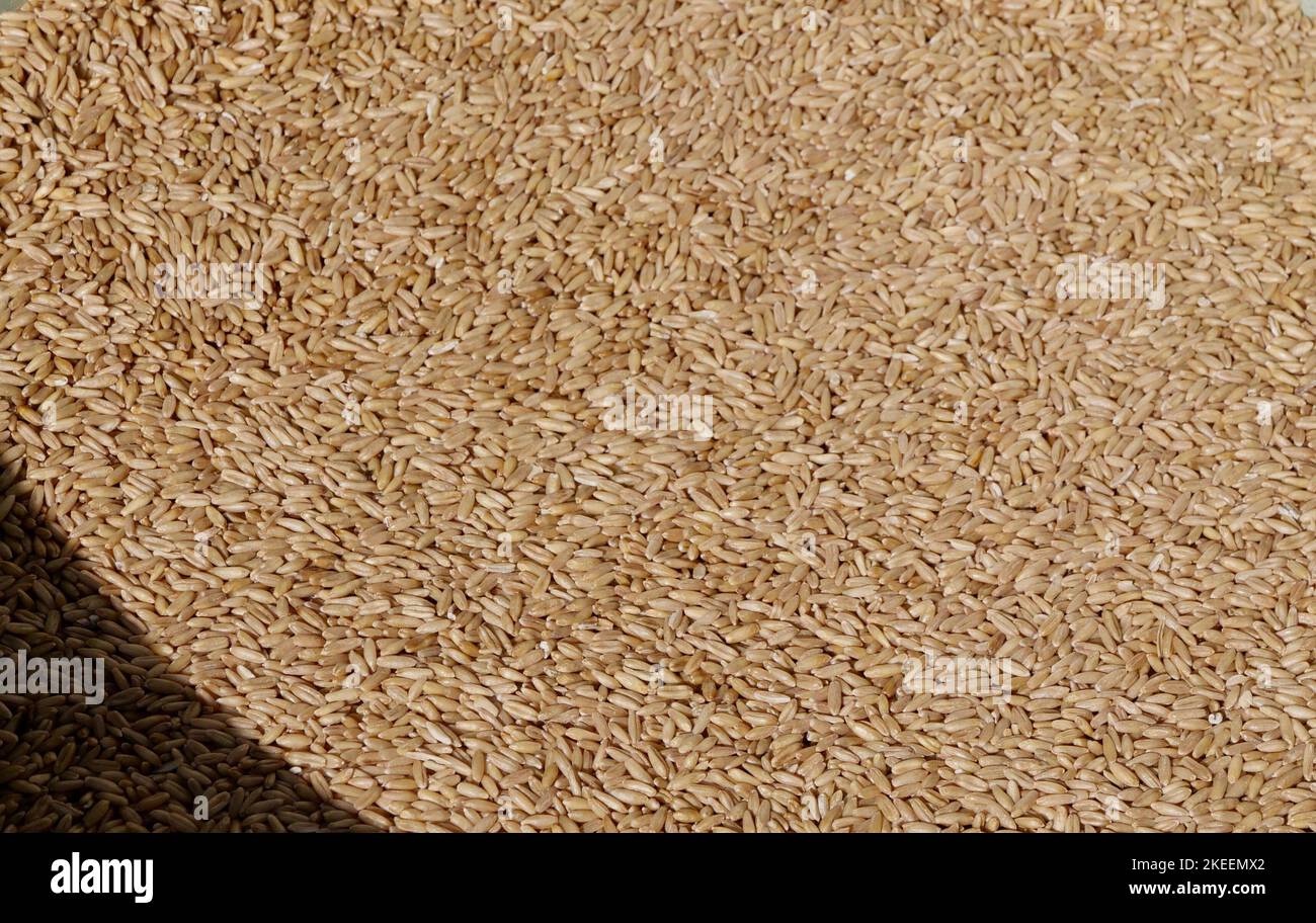 Full frame background of wholegrain unrefined rice with copy space ...