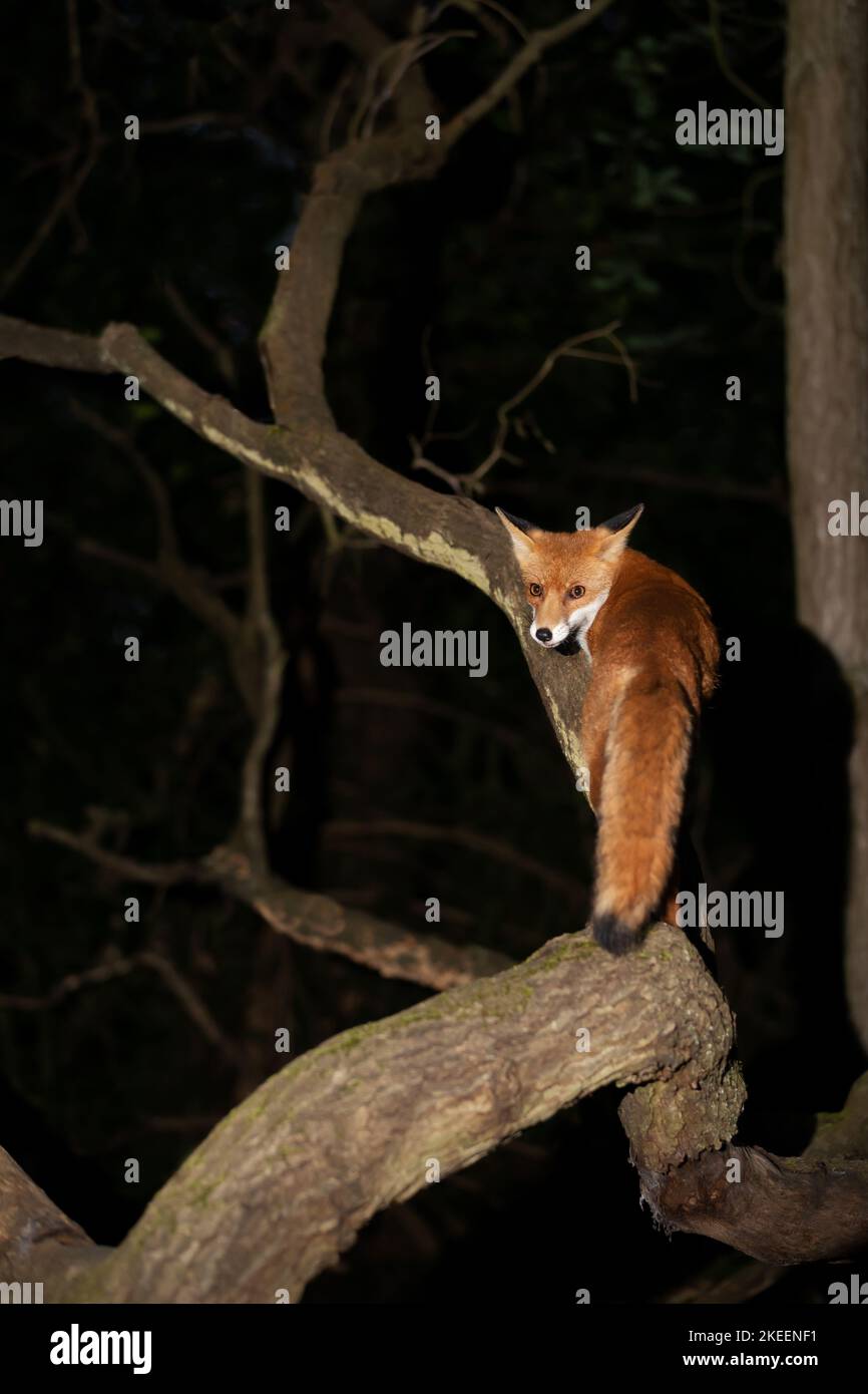 Close up of a Red fox (Vulpes vulpes) standing on a fallen tree at ...