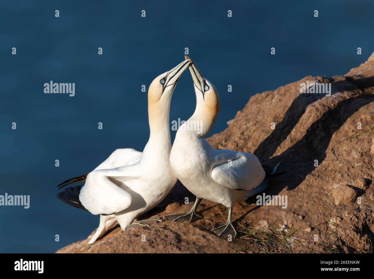 Close up of bonding Northern gannets (Morus bassana) on a cliff by the ...