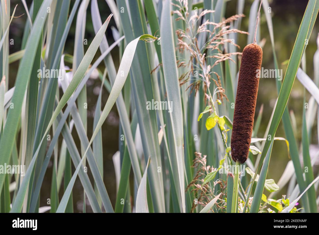 Closeup of Cattail or Typha growing on wateredge of pond in the ...