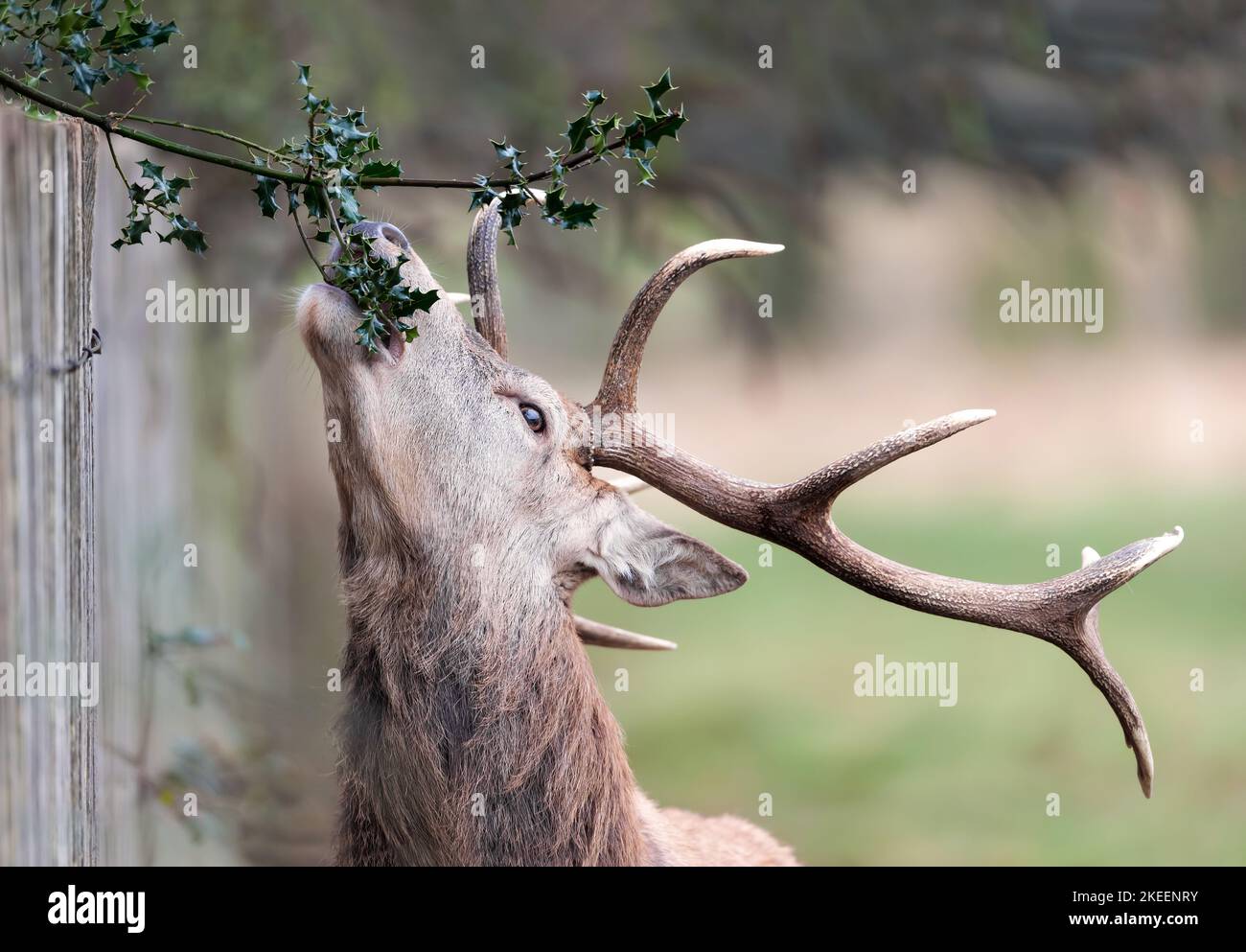 Deer eating leaves hi-res stock photography and images - Alamy
