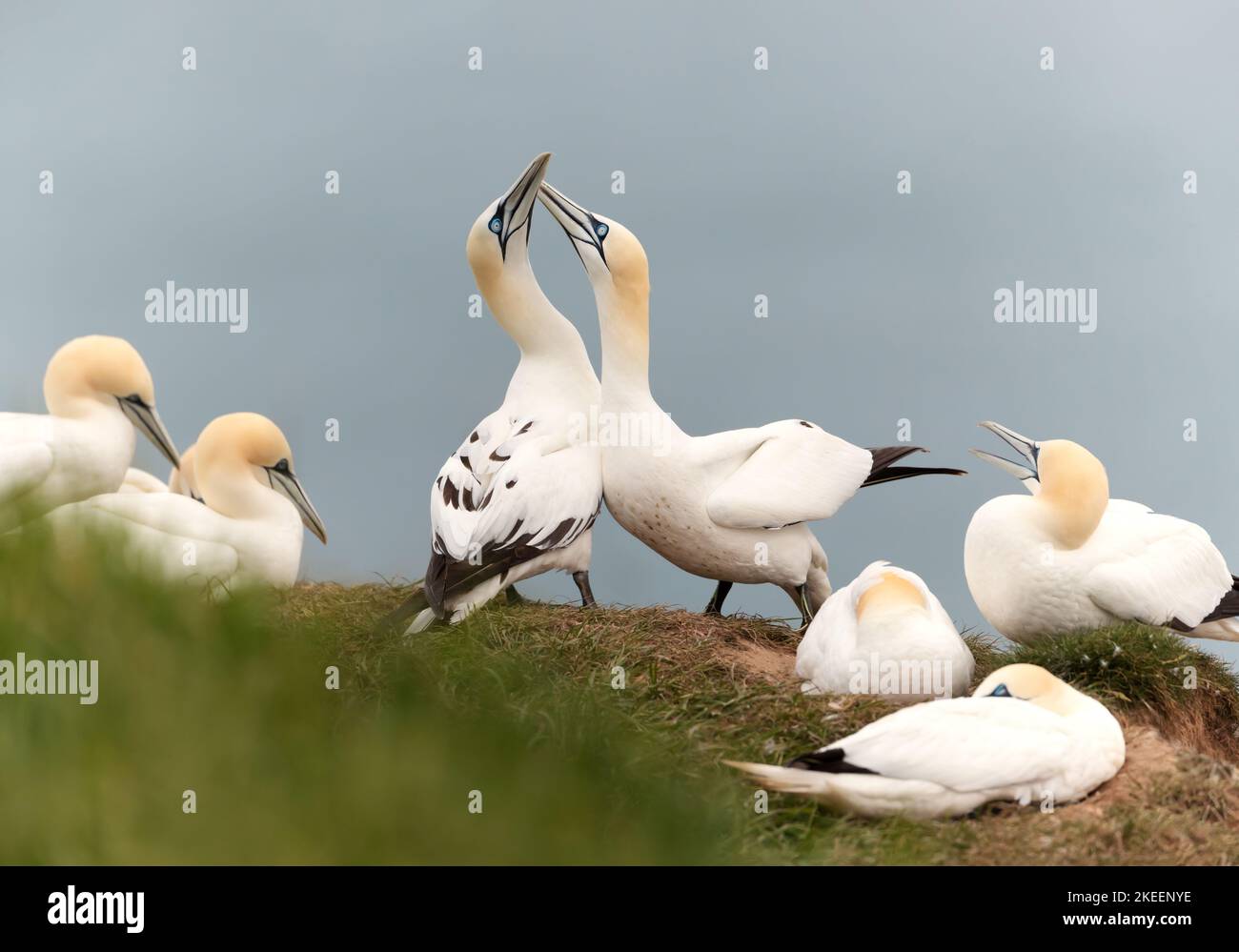 Pair bond pair bonding hi-res stock photography and images - Alamy