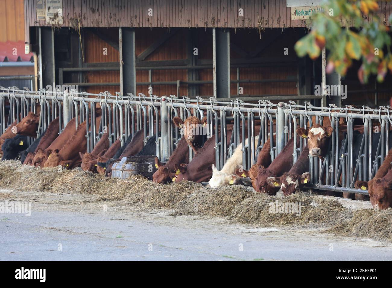 angus cows eating hey in a farm Stock Photo - Alamy