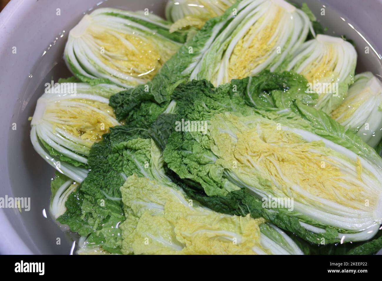 Napa cabbage or chinese leaves cut in half on display in bowl of water ...
