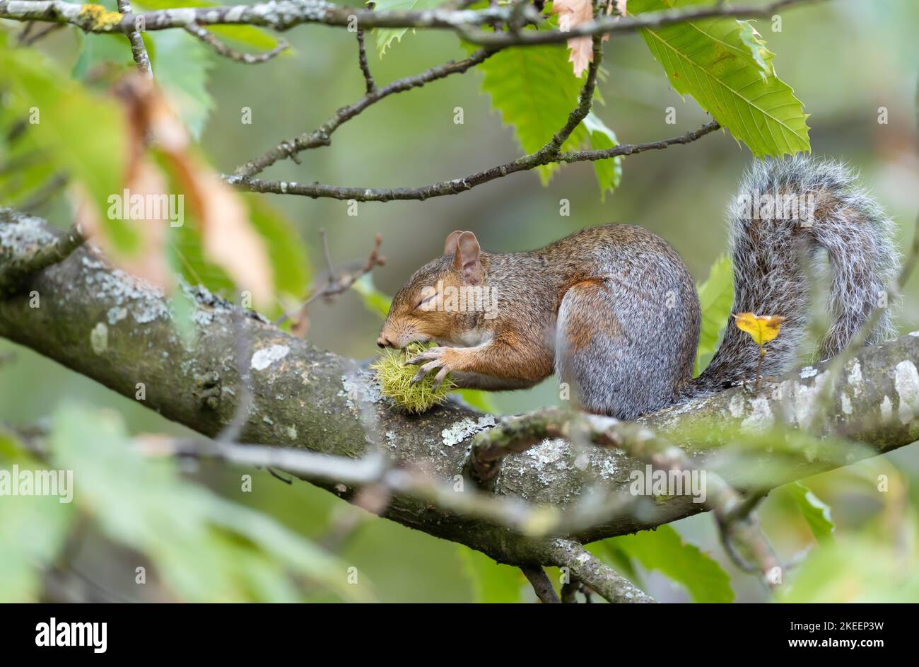 Close up of a cute grey squirrel eating sweet chestnut in a tree in ...