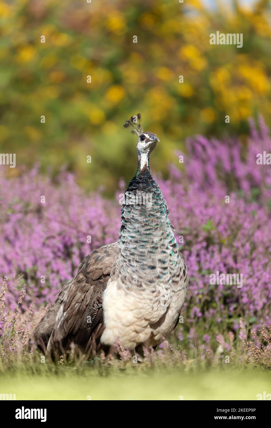 Vibrant peahen hi-res stock photography and images - Alamy