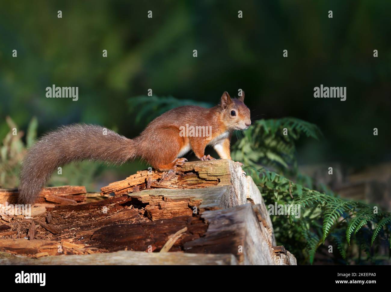 Close up of a Red squirrel (Sciurus Vulgaris) on a tree log, UK Stock ...