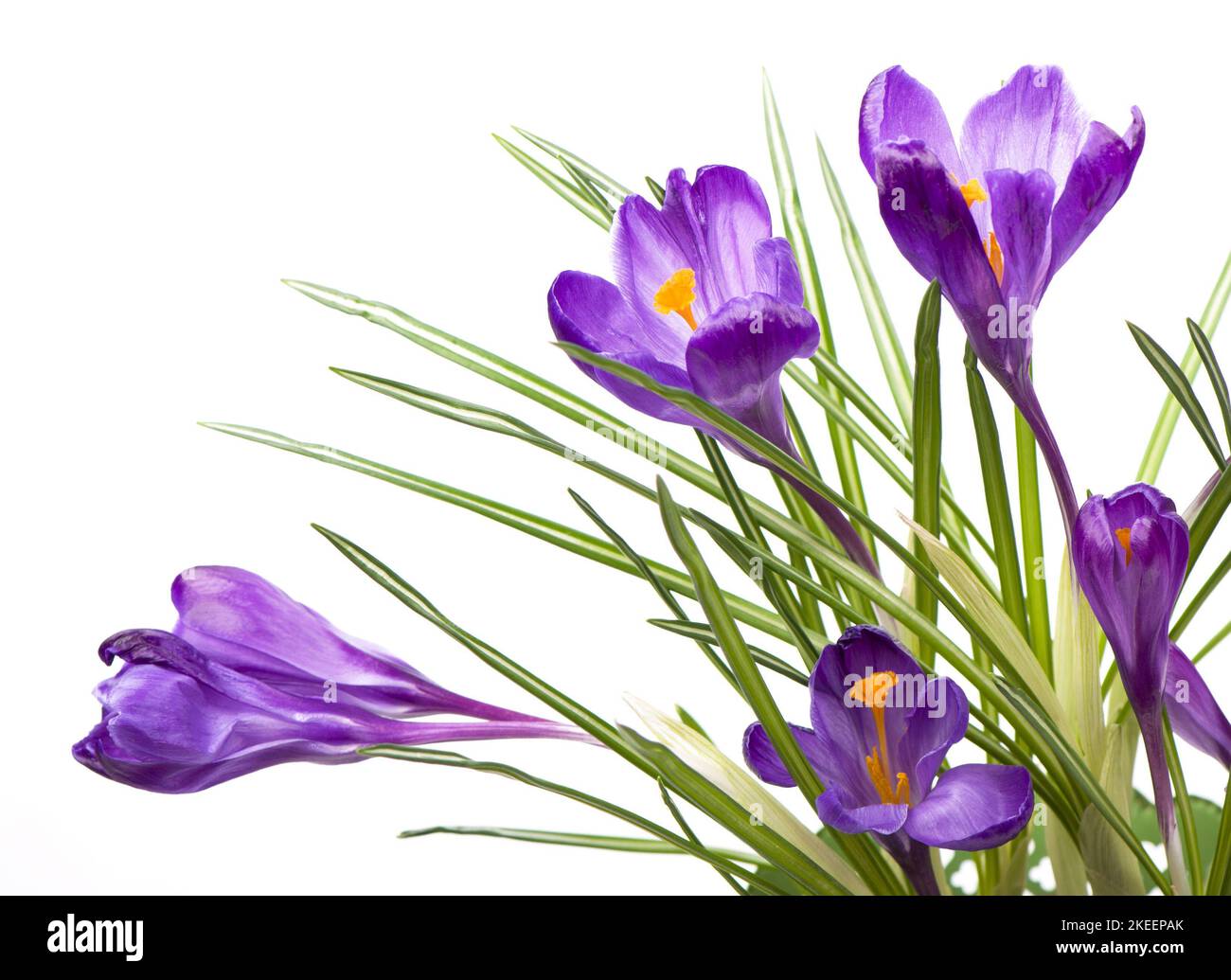 Crocus flower in the spring isolated on white Stock Photo - Alamy