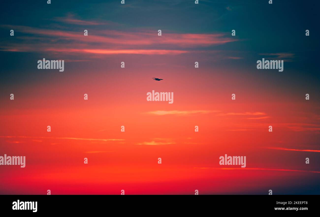 Single bird hi-res stock photography and images - Alamy