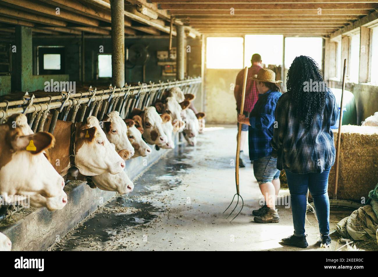 Young multiracial farmer people working together inside cowshed - Focus ...