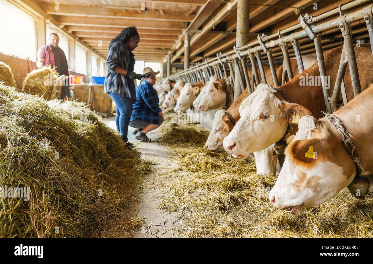 Young multiracial farmer people working together inside cowshed - Focus ...