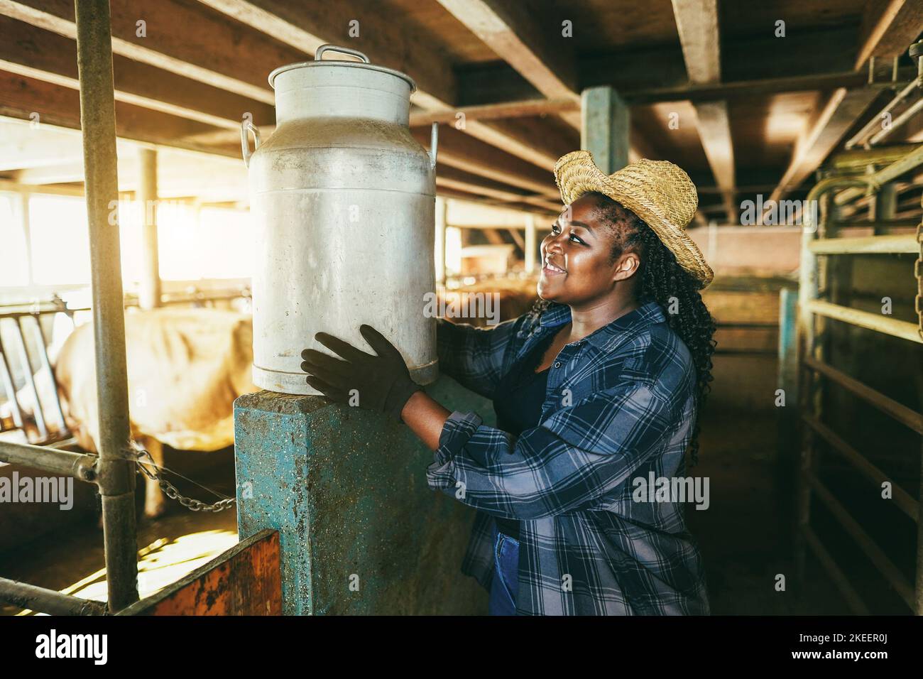 Young african farmer woman holding milk churn inside cowshed - Focus on ...