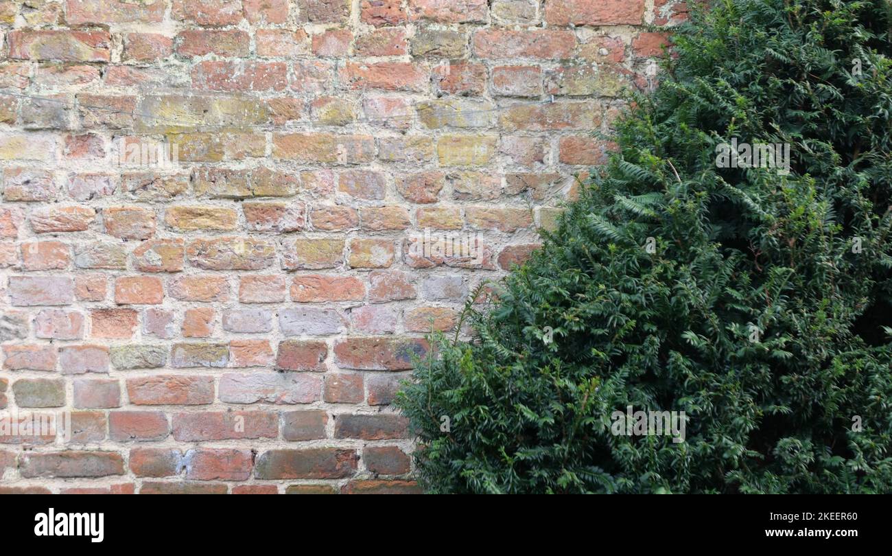 Old weathered brick wall with copy space with green conifer to side ...