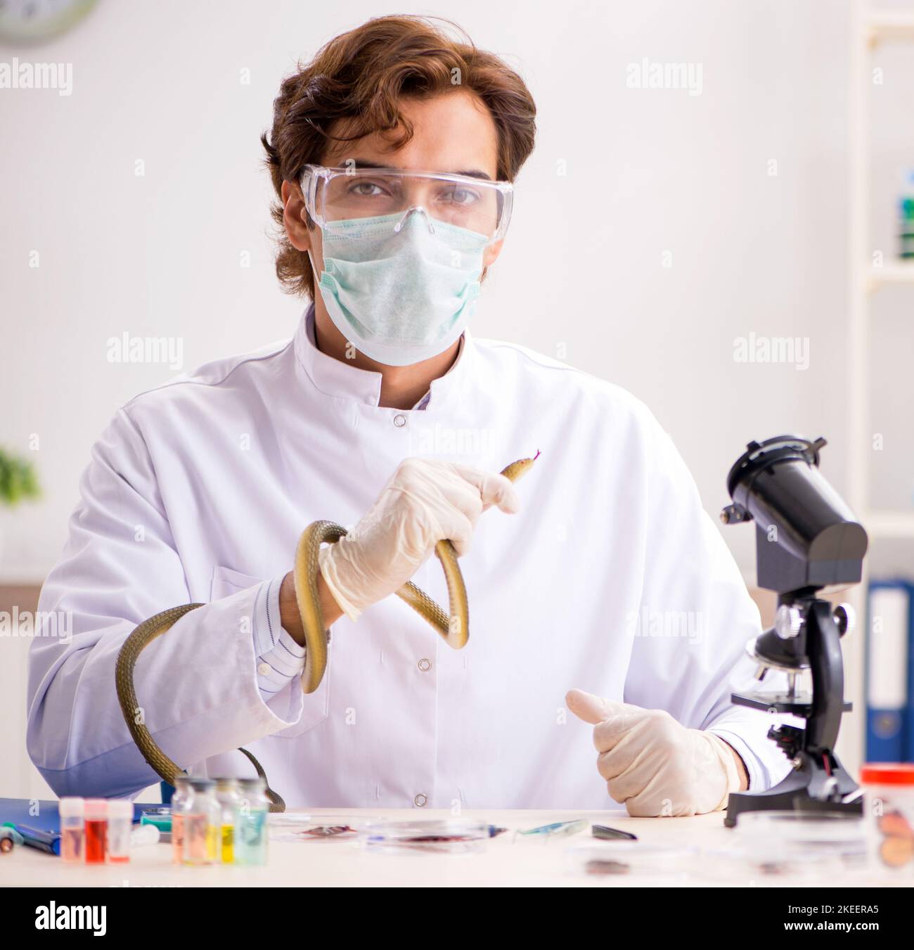 The male scientist extracting poison from snake for drug synthesis ...