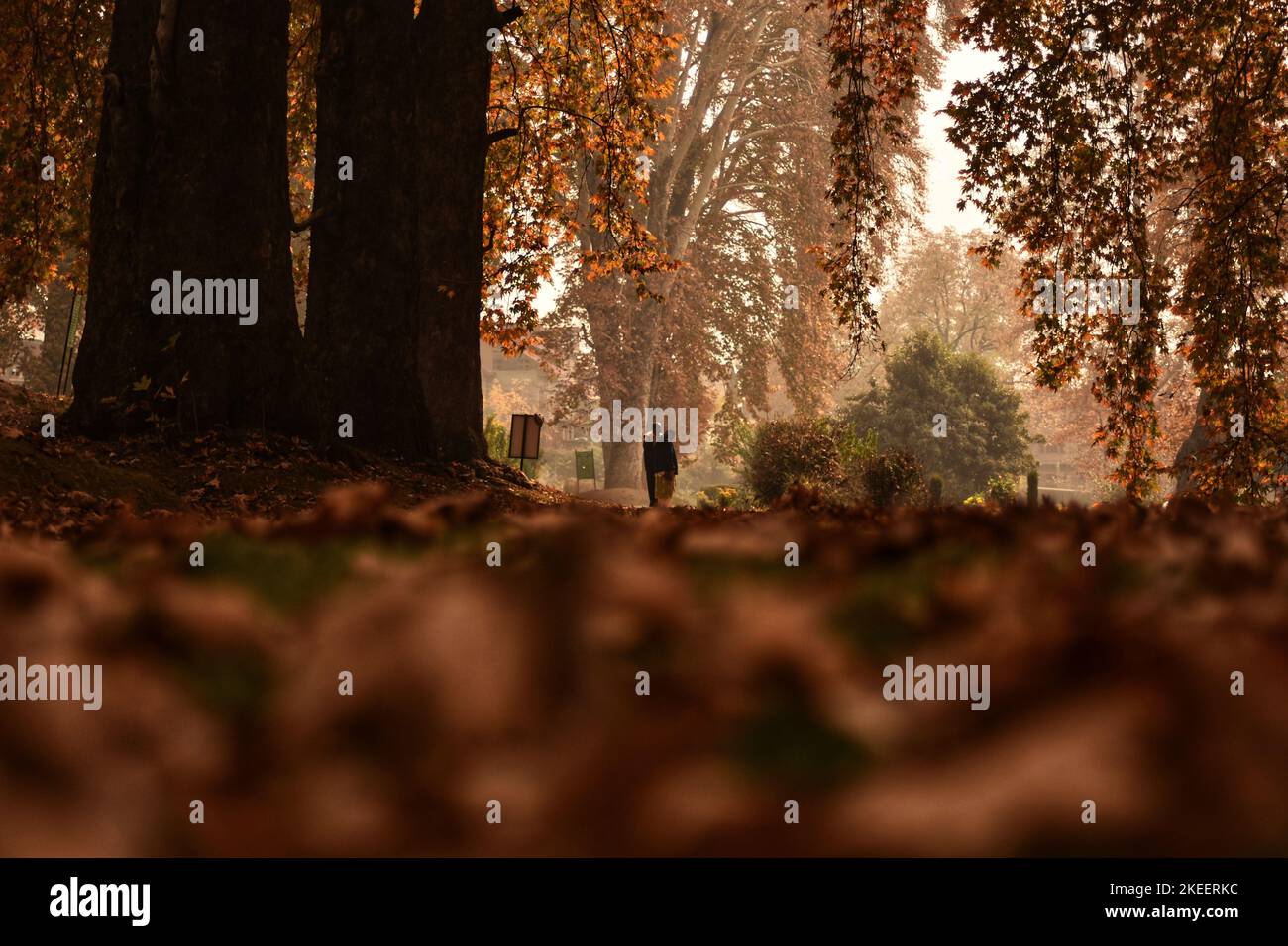 Srinagar, India. 12th Nov, 2022. A man walks on fallen leaves of the ...