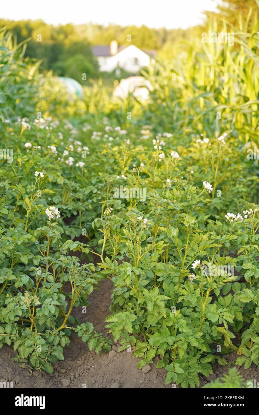 Potato flowers blossom in sunlight grow in plant. White blooming potato ...