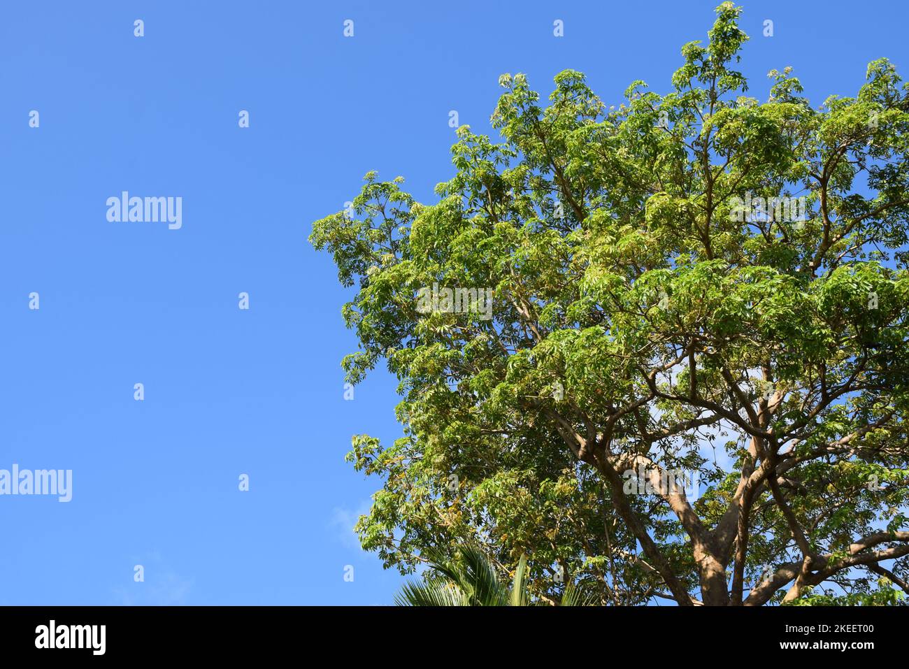The blue sky of the trees, the treetops against the blue sky of the ...
