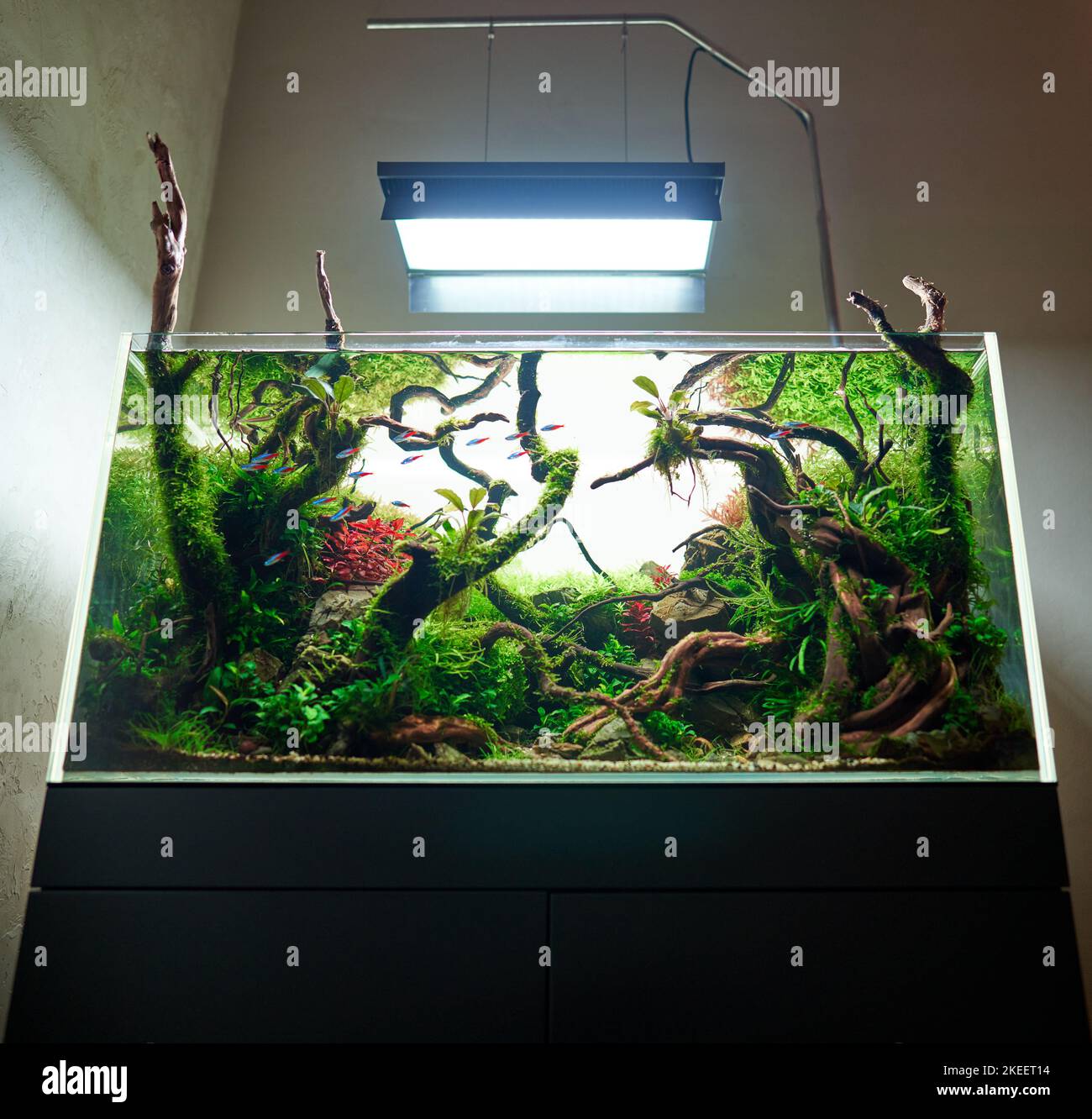 Beautiful freshwater aquascape with live aquarium plants, Frodo stones ...