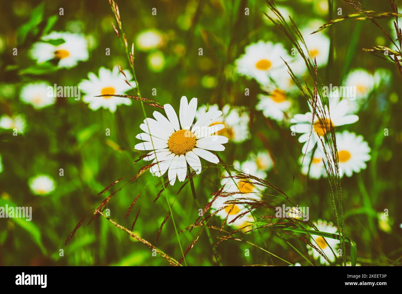 Wild camomile flowers Stock Photo - Alamy