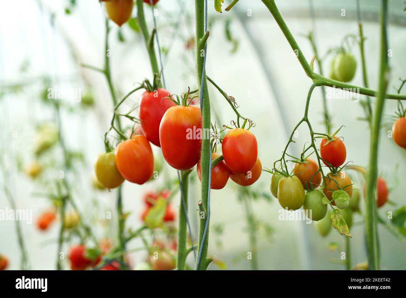 Delicious red tomatoes hanging on the vine of a tomato plant Stock ...