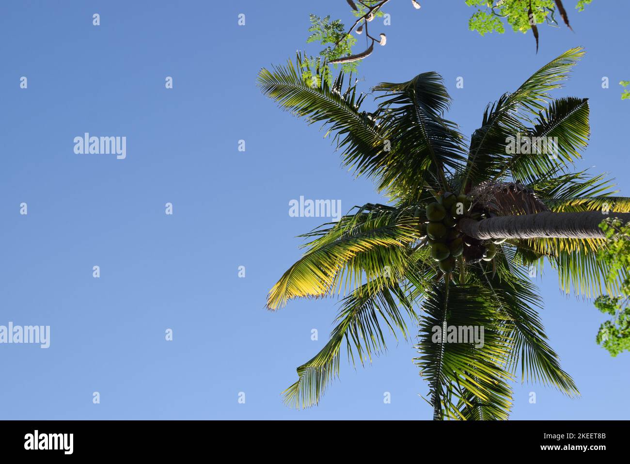 high angle coconut tree in the daytime, Tree blue sky, tree top against ...