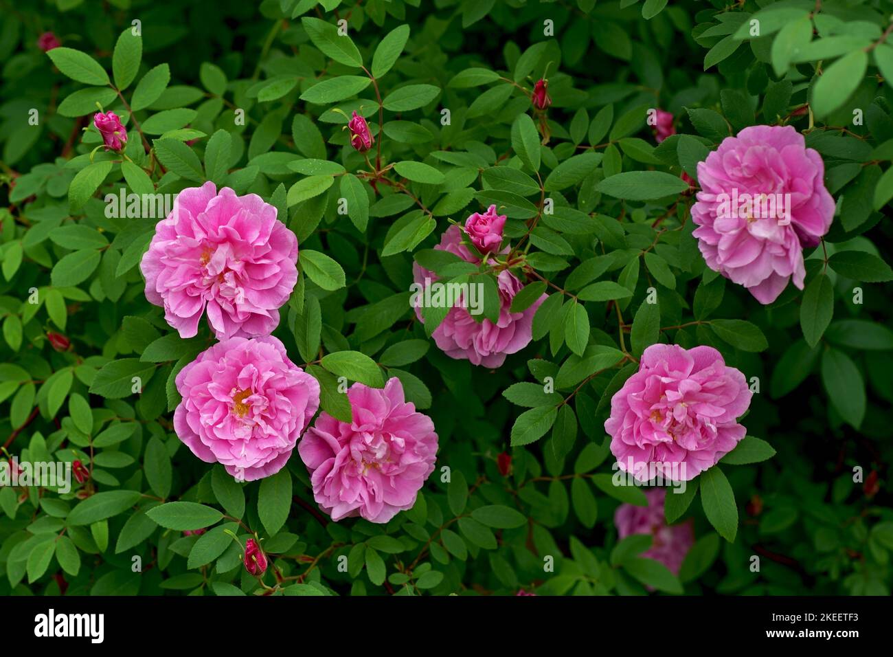 Tea rose flower blooming in roses garden Stock Photo - Alamy