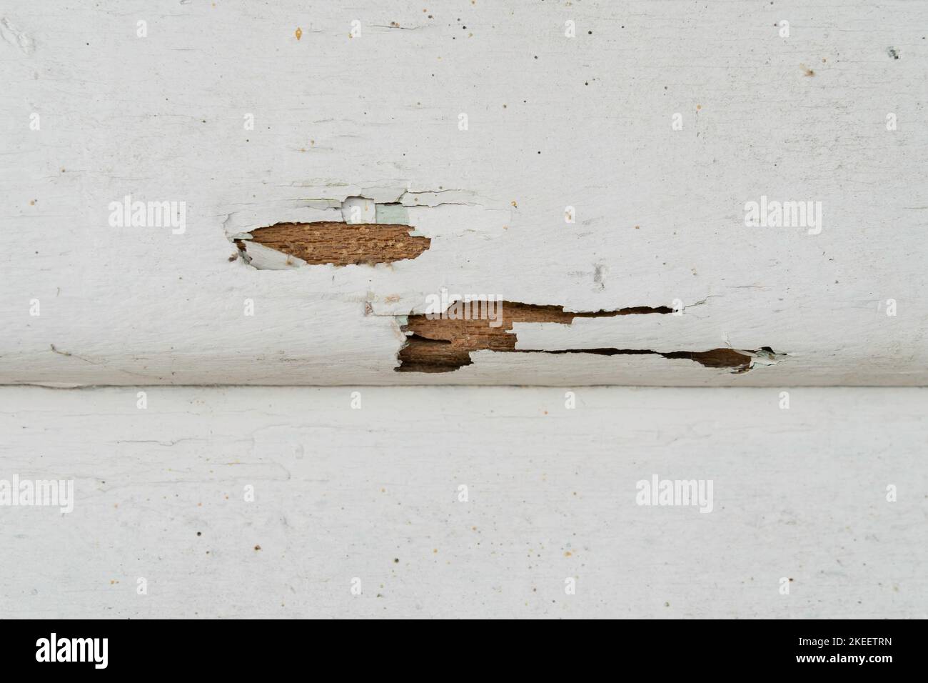 Close-up view of the termites damage on the house wall Stock Photo - Alamy