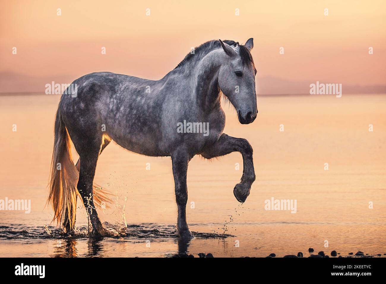 Frisian horse cross hi-res stock photography and images - Alamy