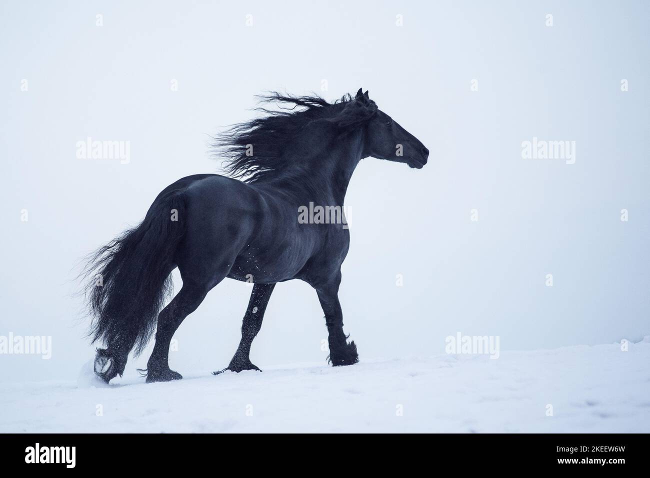 Friesian horse galloping snow hi-res stock photography and images - Alamy