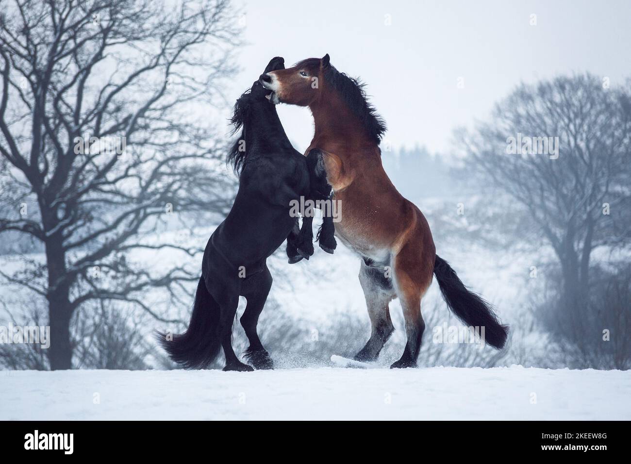 Friesian horse rearing hi-res stock photography and images - Alamy