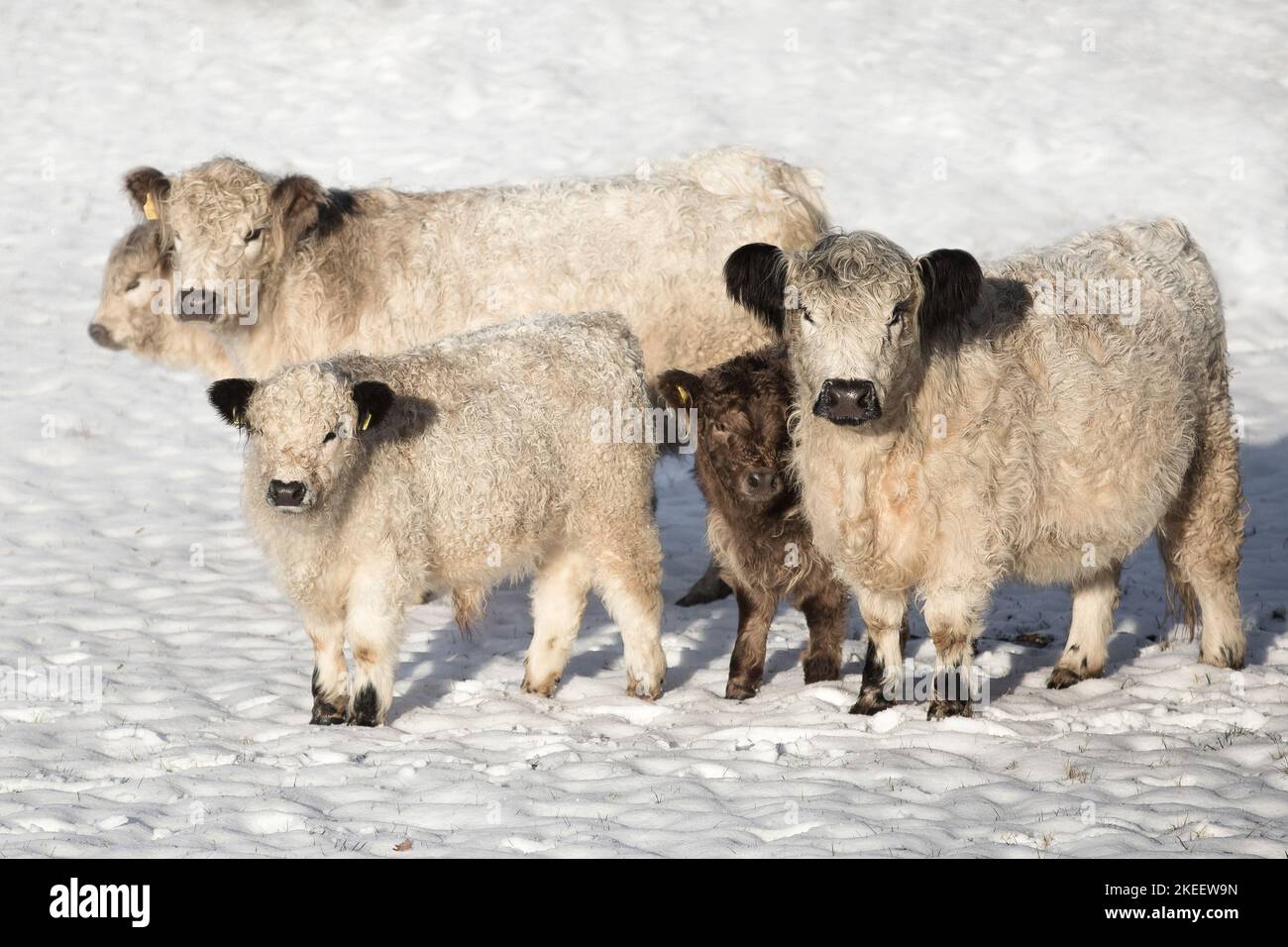 Galloway beef cattles hi-res stock photography and images - Alamy